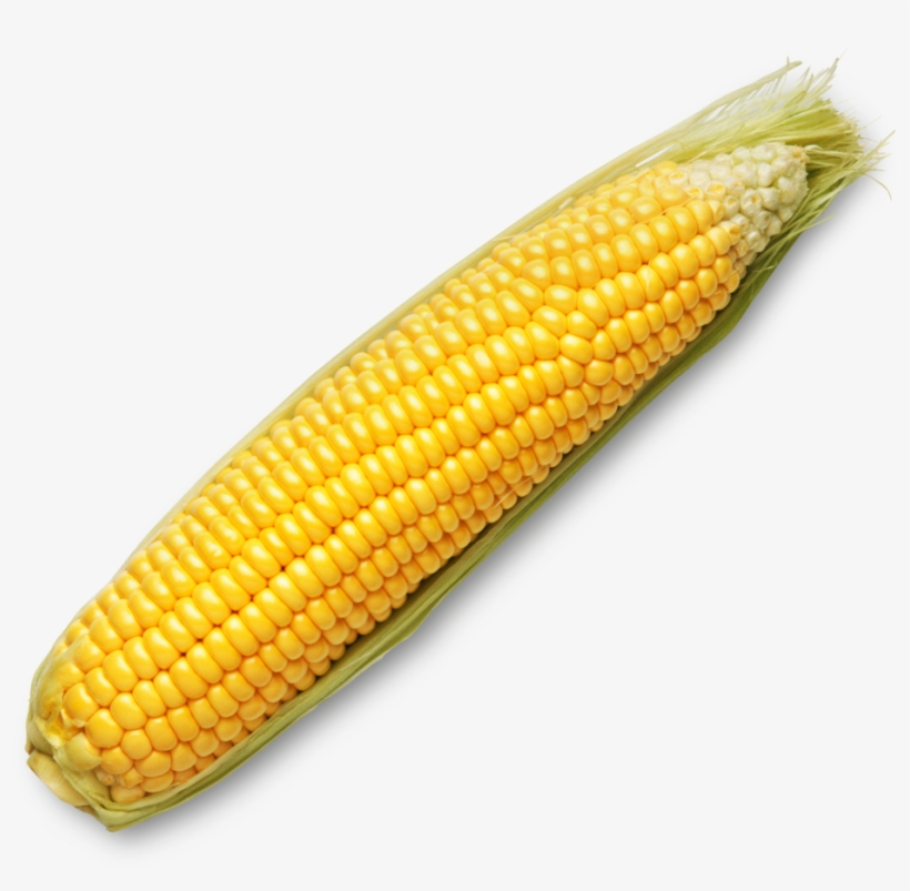 Drawn Corn Inca - Did The Mayans Eat - 960x901 PNG Download - PNGkit