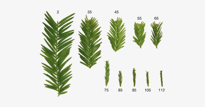 Download Transparent The - Redwood Leaf Anatomy - PNGkit