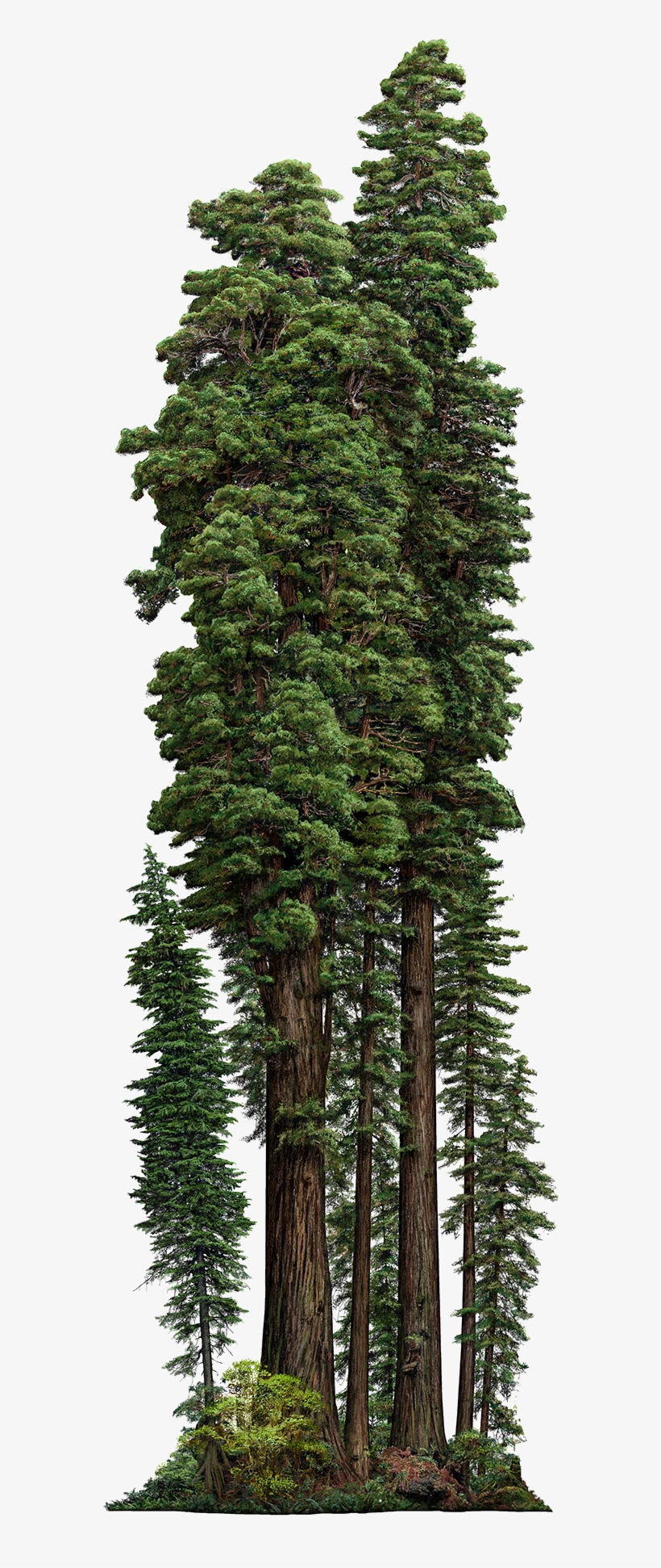 Redwoods - 644x1884 PNG Download - PNGkit