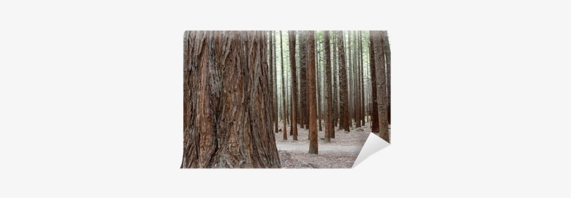 Photograph - 400x400 PNG Download - PNGkit