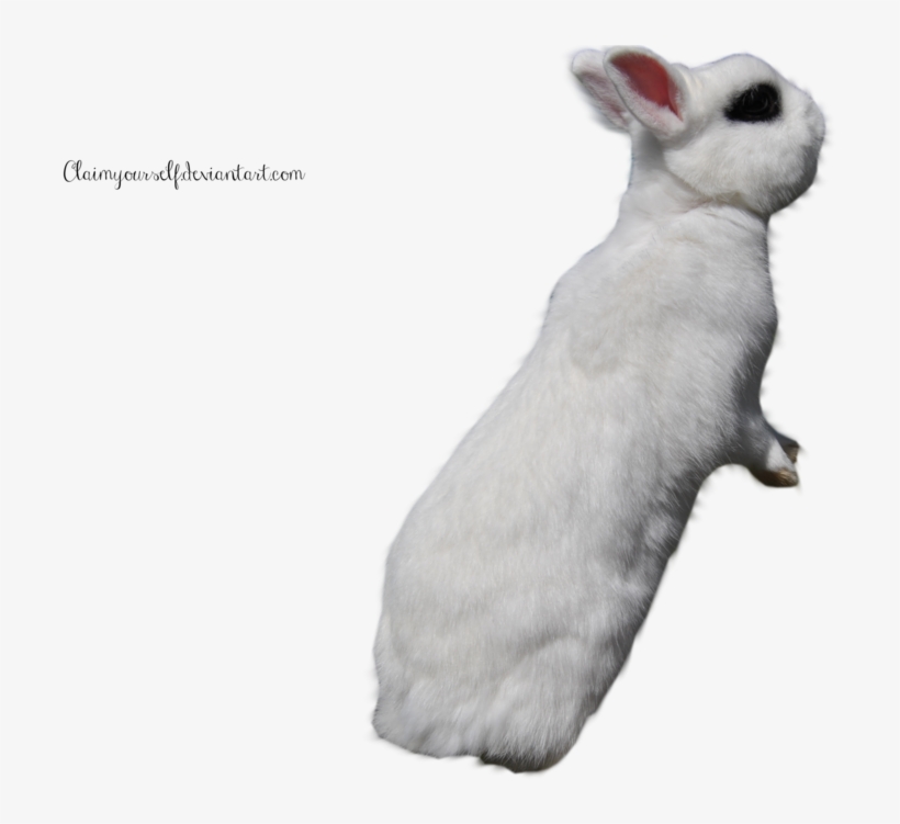 White Rabbits, Image, Deviantart, Stock Photos, White - Cve:png ...
