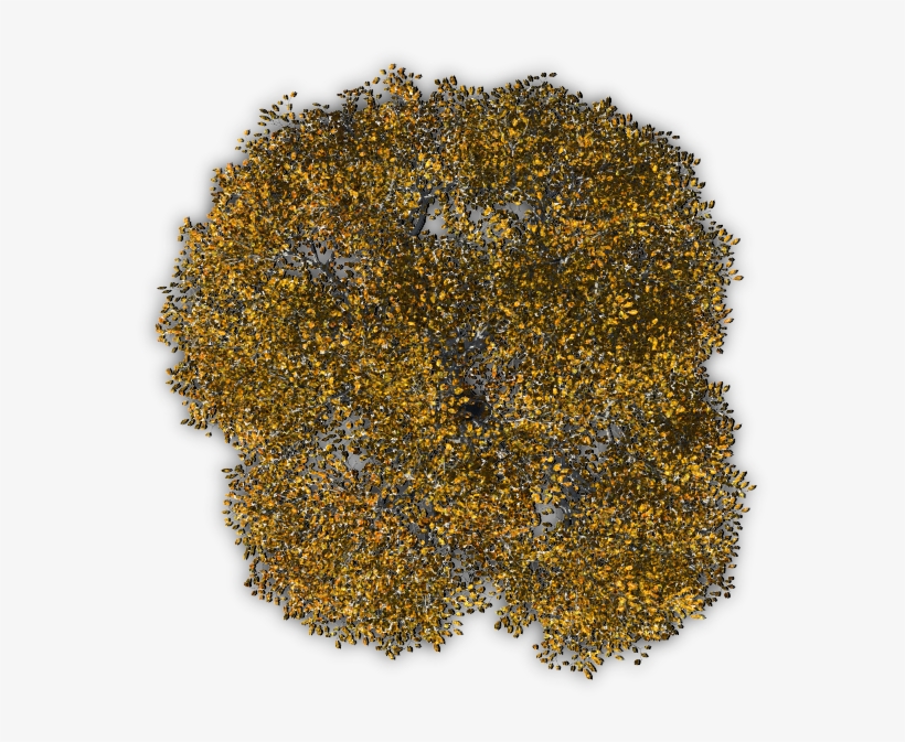 Autumn Tree Png Download - Trees Seen From Above Png - 635x626 PNG ...