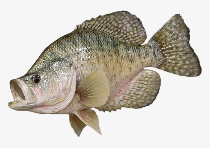 Image - Bluegill With White Background - 756x498 PNG Download - PNGkit