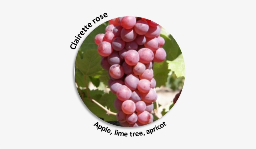 90% Of The Wine-making Process Secrets And Results - Sultana - 499x499 ...