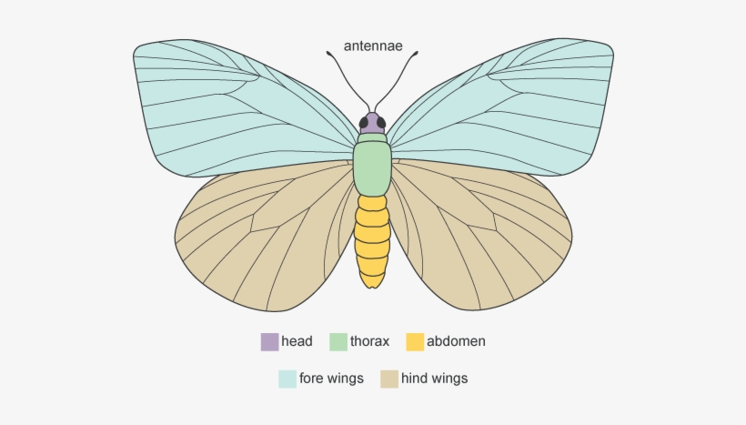 Download Transparent Diagram Showing The Main Anatomical Features Of A ...