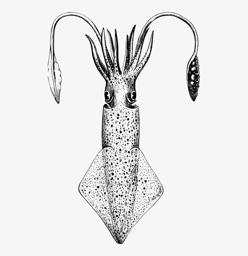 Loligo Vulgaris - Loligo Drawing - 503x768 PNG Download - PNGkit