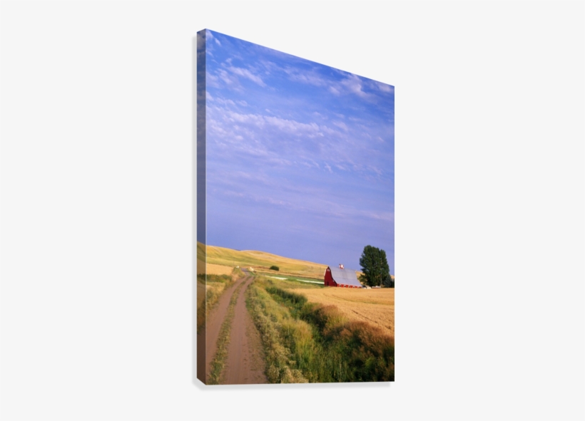 Dirt Road Through Wheat Field Canvas Print - Posterazzi Dpi1788467 Dirt ...