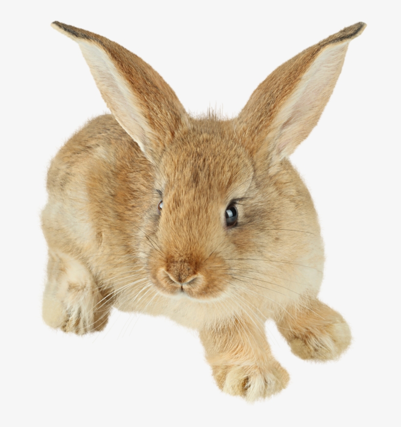 Rabbit Png - 689x800 PNG Download - PNGkit