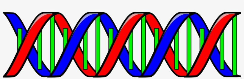 Transparent Dna Red Blue Banner Black And White Download - Dna Double ...