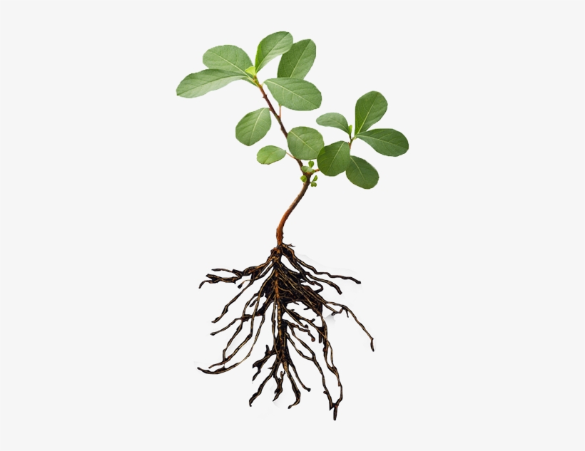 Download Transparent Plant With Roots Png - Plant And Root Png - PNGkit