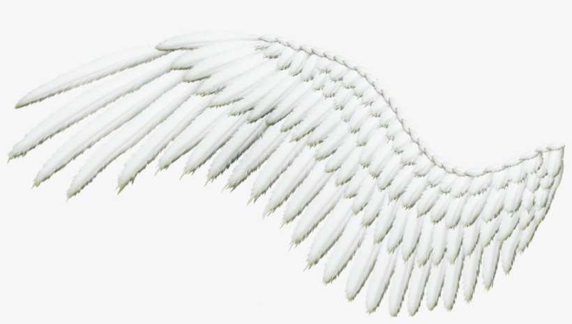 Feathered Wing - Angel Wing With Transparent Background - 1024x530 PNG ...