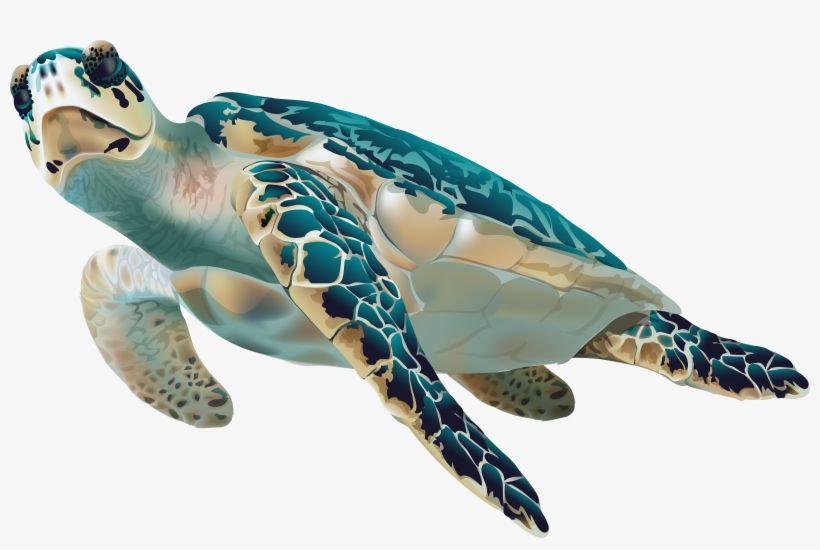 Swimming Turtle Gif Transparent Background - 8000x5014 PNG Download ...