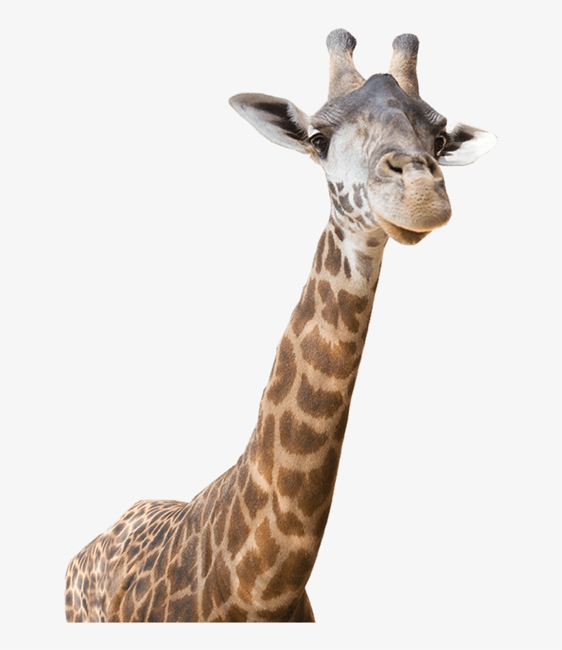 Freeuse Download Giraffe Clipart Realistic - Real Giraffe Clip Art ...