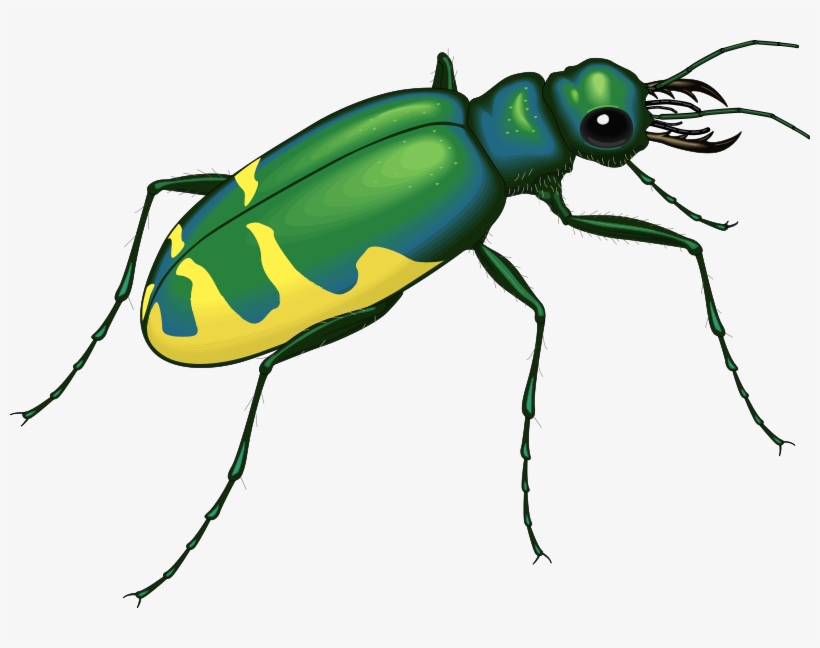 Bug Clipart Insect