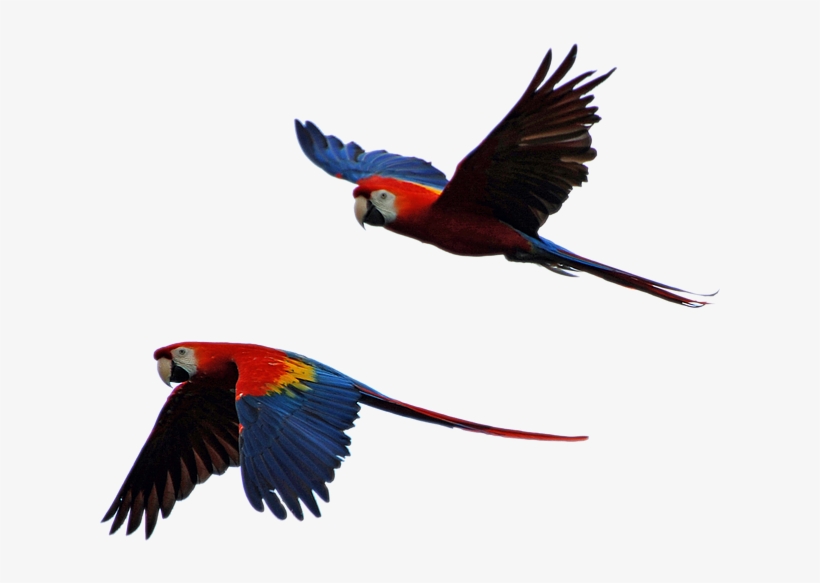 Free Photo Parrot Isolated Parrots Flight - Parrot Flying In Sky ...