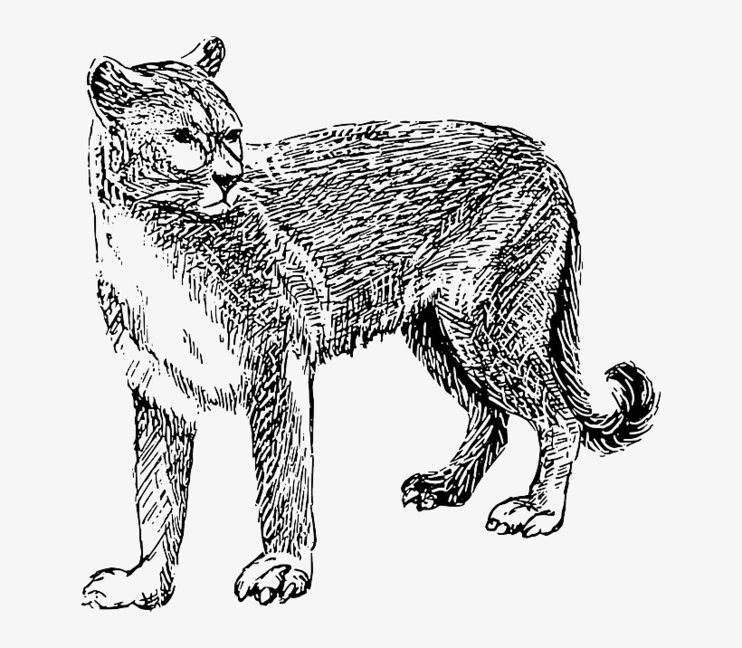 Cat, Drawing, Dangerous, Animal, Fur, Cougar, Danger - Mountain Lion ...