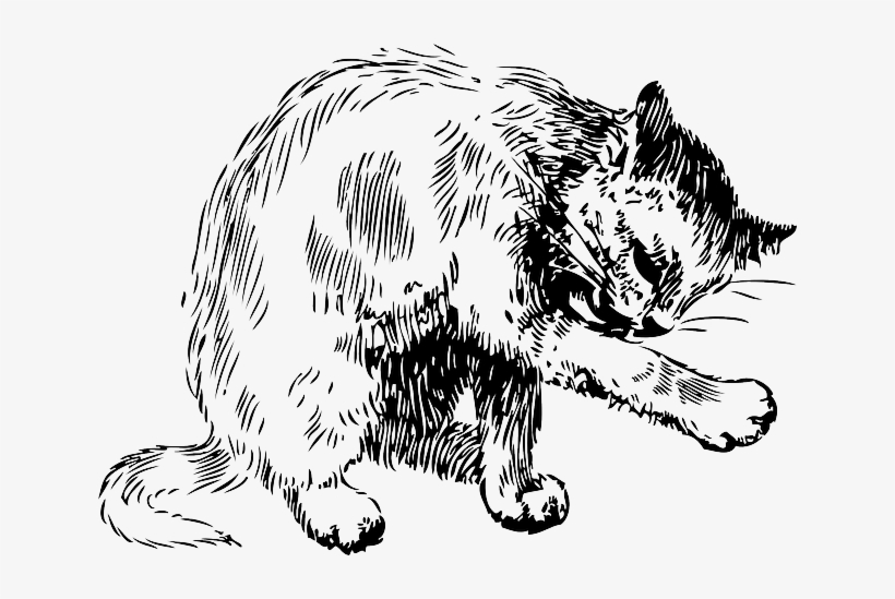 Cat, Drawing, Cleaning, Washing, Pet, Fur, Bath, Itself - Cat Cleaning ...