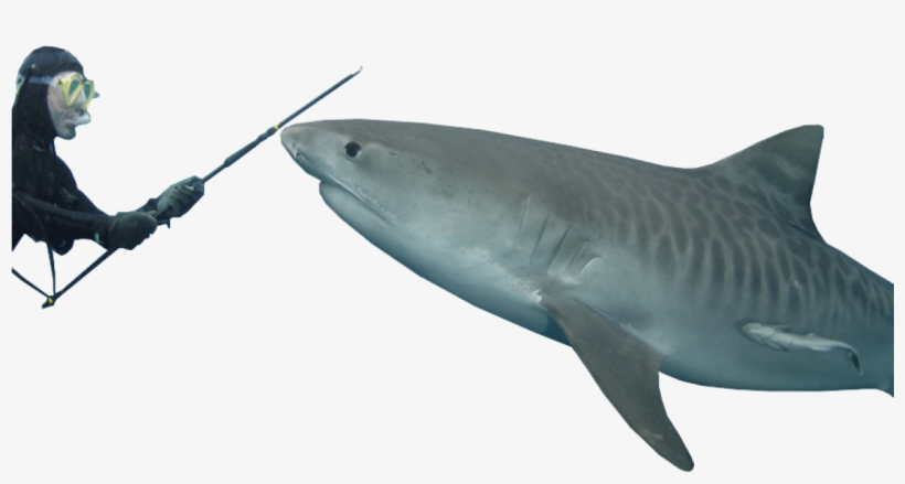 Tiger Shark Transparent Background - 1170x610 PNG Download - PNGkit