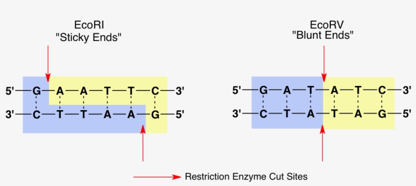 Download Transparent Labs Vector Black And White Download - Sticky End ...