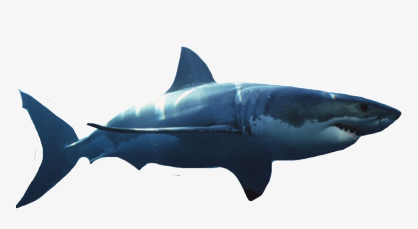 Great White Shark - Great White Shark Transparent Background - 758x371 ...