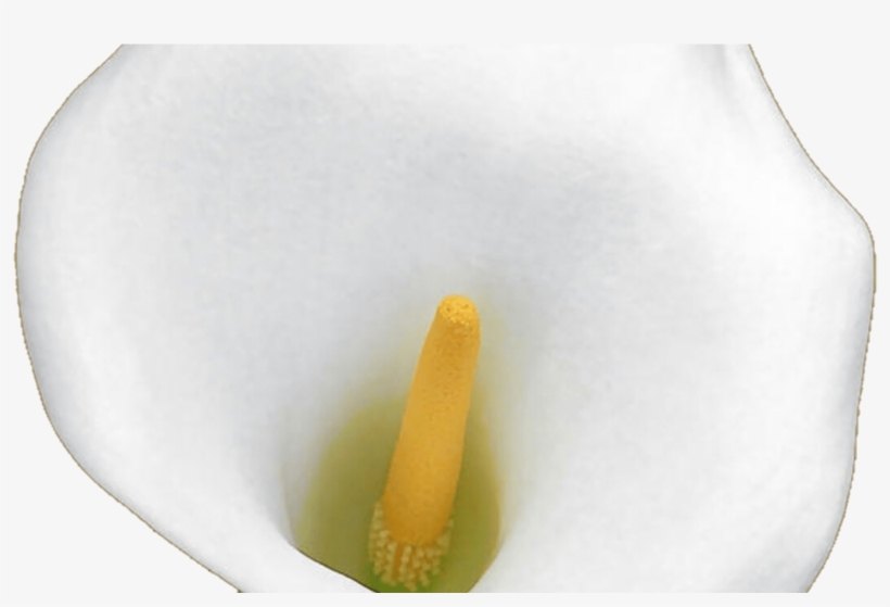 White Calla Lily By Jeanicebartzen27 On Deviantart - Calla Lily ...