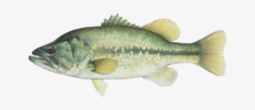 Data Charts For Largemouth Bass - Largemouth Bass Lateral Line ...