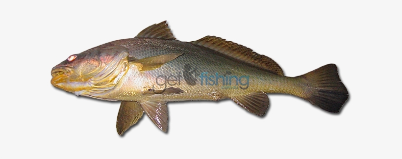 Black Jewfish - 648x350 PNG Download - PNGkit