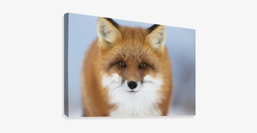 Red Fox Staring At The Camera - Photograph Red Fox Head - 428x344 PNG ...
