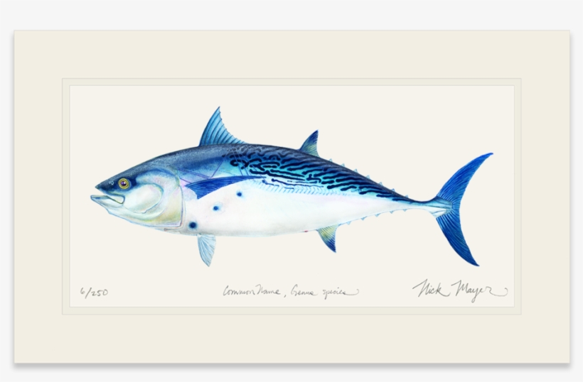 False Albacore - Coupon - 1023x664 PNG Download - PNGkit