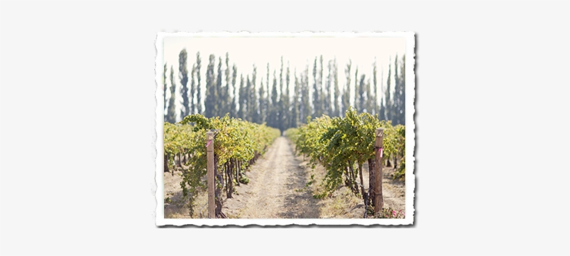Vineyard - 447x290 PNG Download - PNGkit