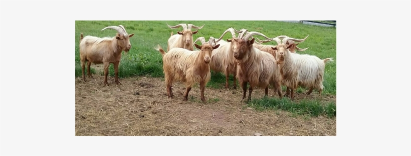Download Transparent And Protein - Golden Guernsey Goat - PNGkit