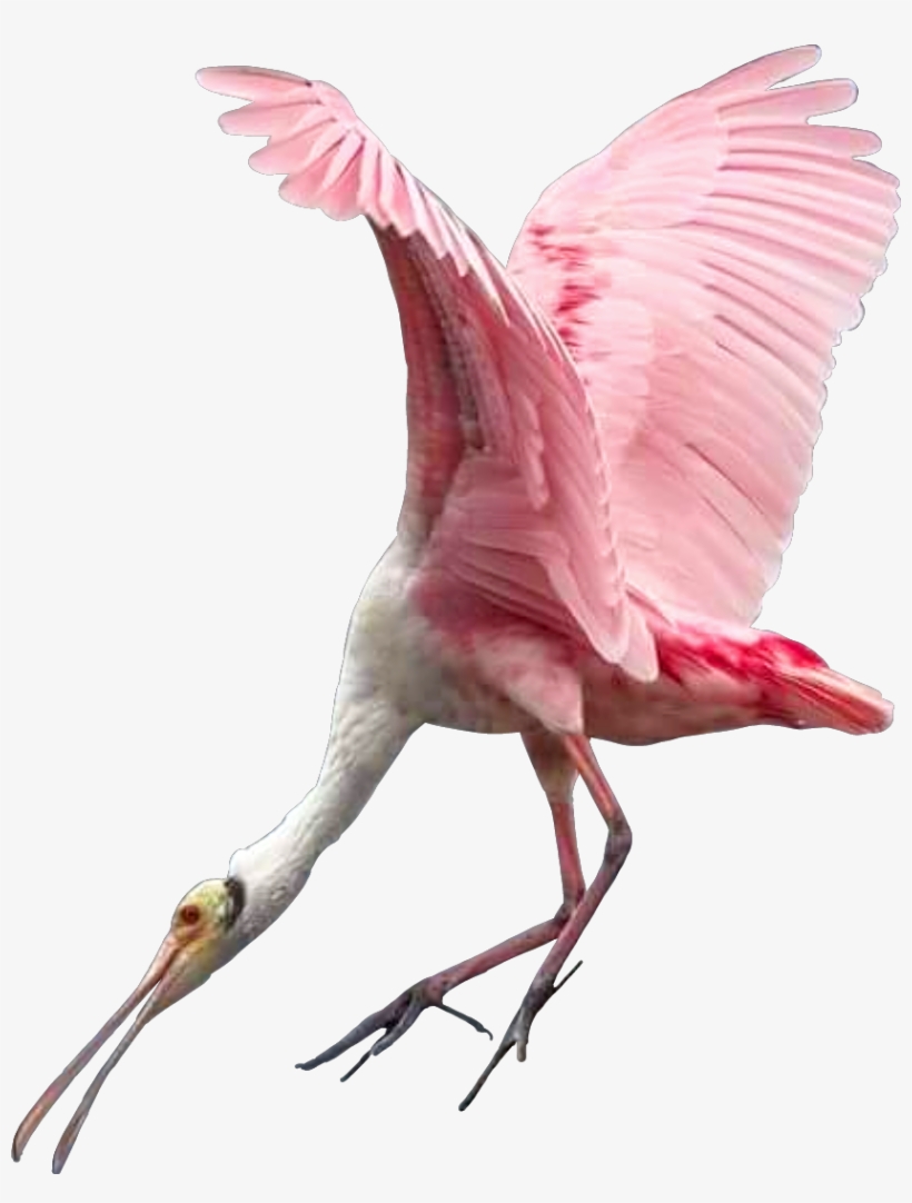 Ftesticker Sticker - Flamingo - 841x1069 PNG Download - PNGkit