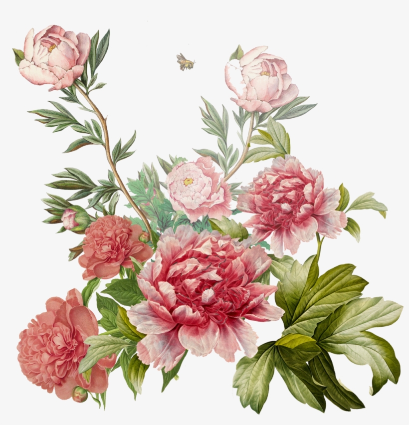 Peonies - 1000x1000 PNG Download - PNGkit