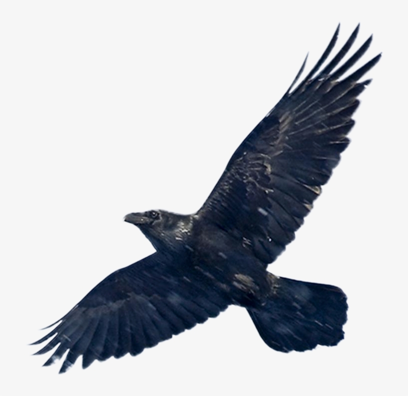 Blackbird Png Image - Black Bird Wings Spread - 1024x897 PNG Download ...