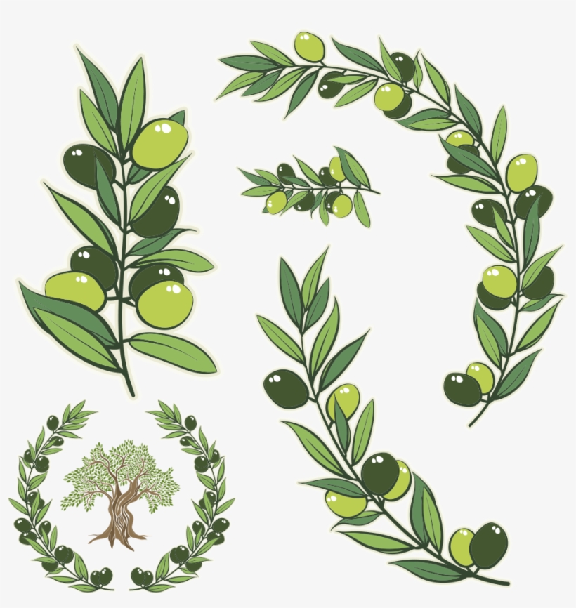 Watercolor Olive Branch Png - Olive Tree Branch Vector - 918x925 PNG ...