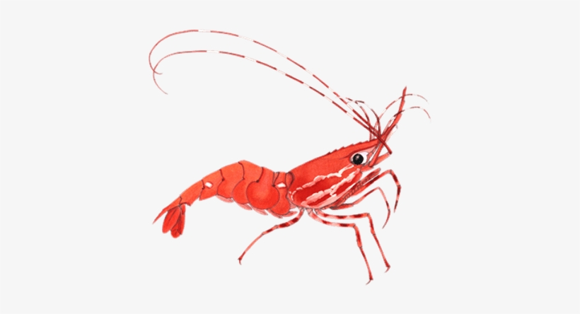 Download Transparent Shrimp Transparent Background - PNGkit