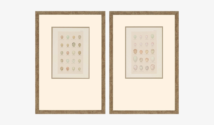 Egg Study Pk/2 - Egg Study Artwork, Set Of 2, 14"x21", Tan, Posters ...