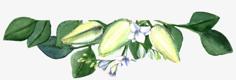 Download Transparent Fresh Green Plant Transparent - Plants - PNGkit