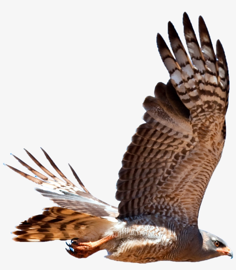 Hawk Png Graphic Stock - Hawk Png - 1336x1469 PNG Download - PNGkit