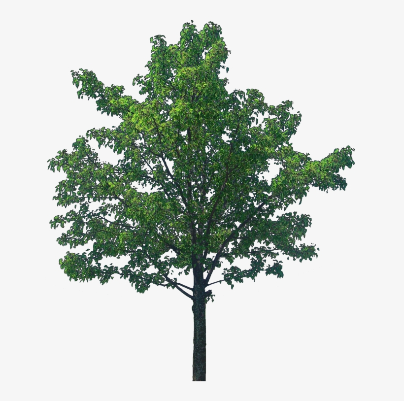 Oak Tree Png Transparent Image - Tree Textures - 640x734 PNG Download ...