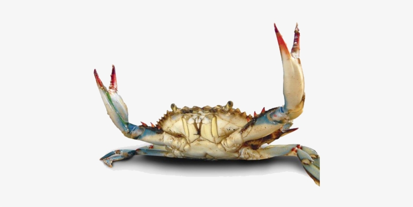 Crab Png File - Maryland Blue Crab Alive - 480x360 PNG Download - PNGkit