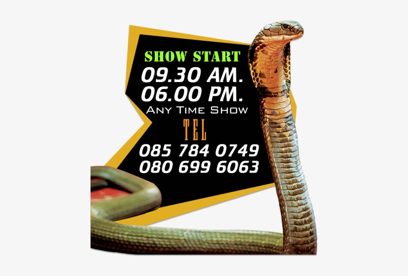 Cobra Show - King Cobra - 582x526 PNG Download - PNGkit