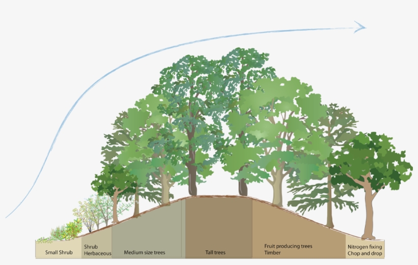 Tree Windbreak - 1089x650 PNG Download - PNGkit