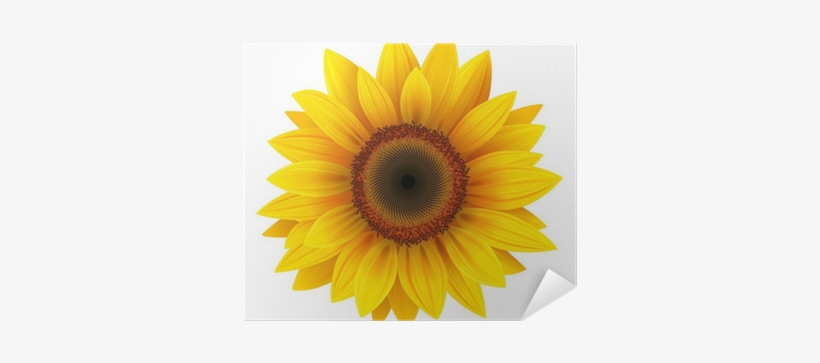 Download Transparent Sunflower Vector Png - PNGkit