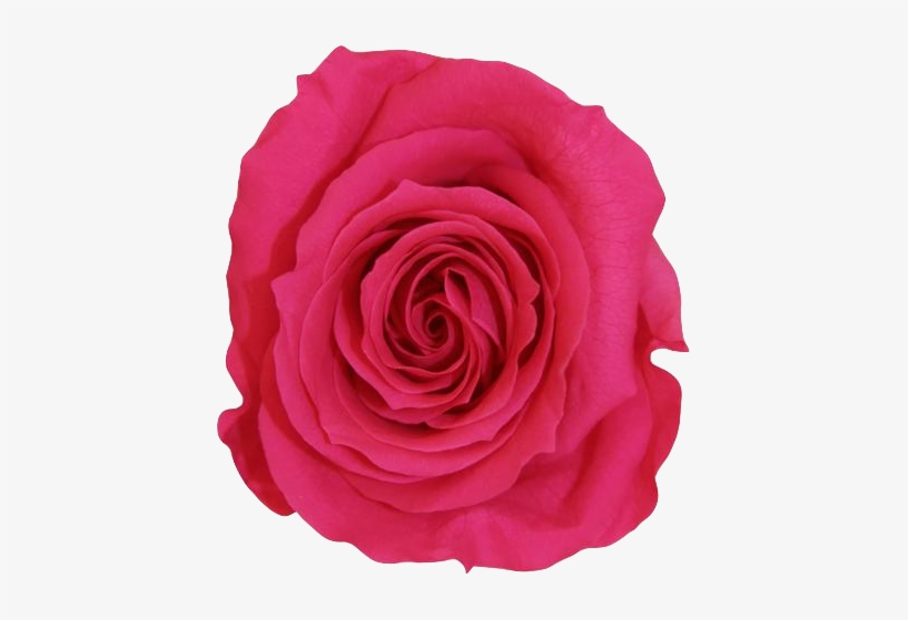 La Fabuleuse With 25 Eternal Roses - Rose - 429x480 PNG Download - PNGkit