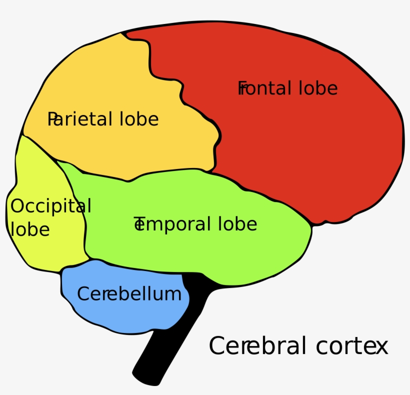 Frontal Lobe - 2000x1827 PNG Download - PNGkit