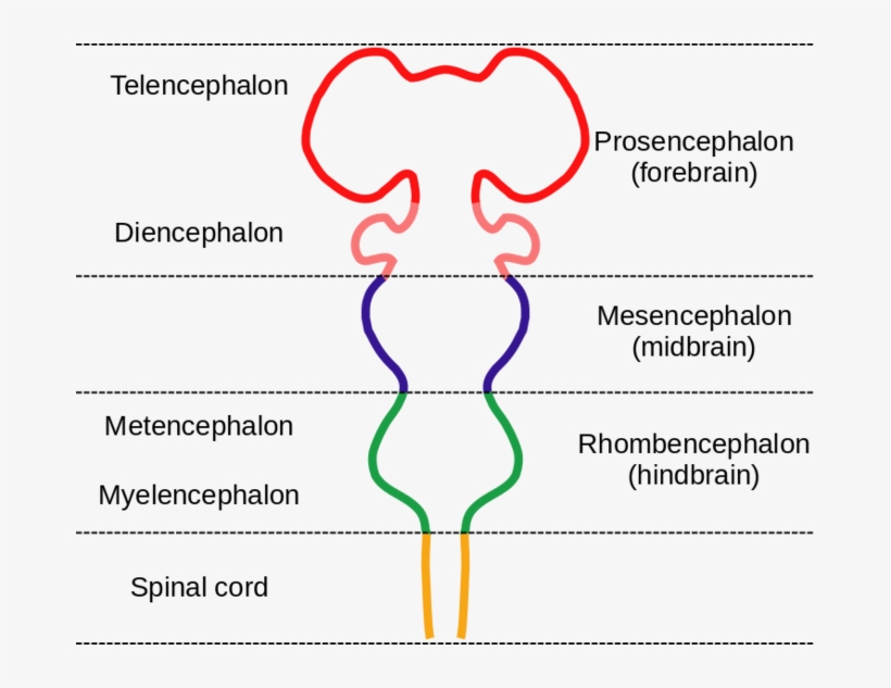 Image - Embryological Divisions Of The Brain - 680x553 PNG Download ...