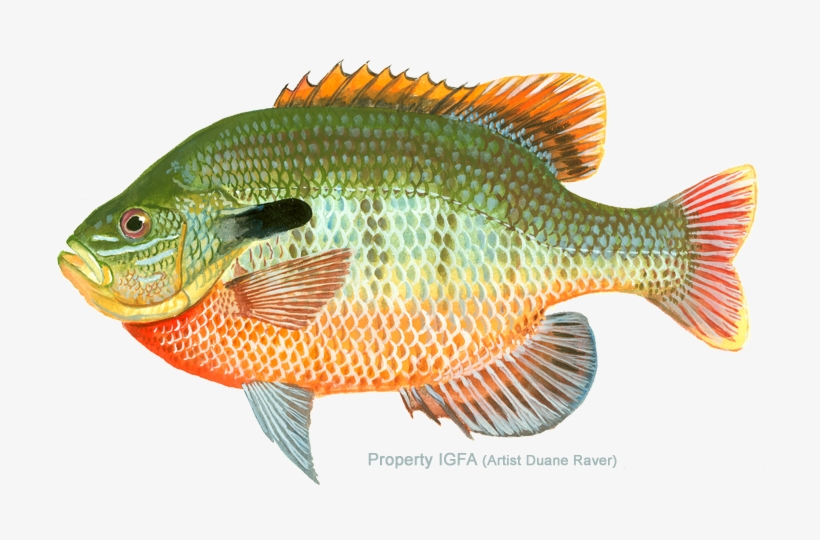 Sunfish Redbreast Lepomis Auritus - Redbreast Sunfish - 720x460 PNG ...