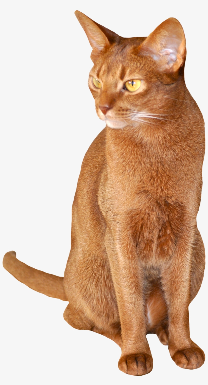 Cat Sitting Transparent Background - 887x1600 PNG Download - PNGkit