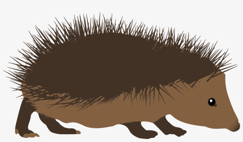 Woodland Hedgehogs Download Echidna Porcupine Daurian - Hedgehog ...
